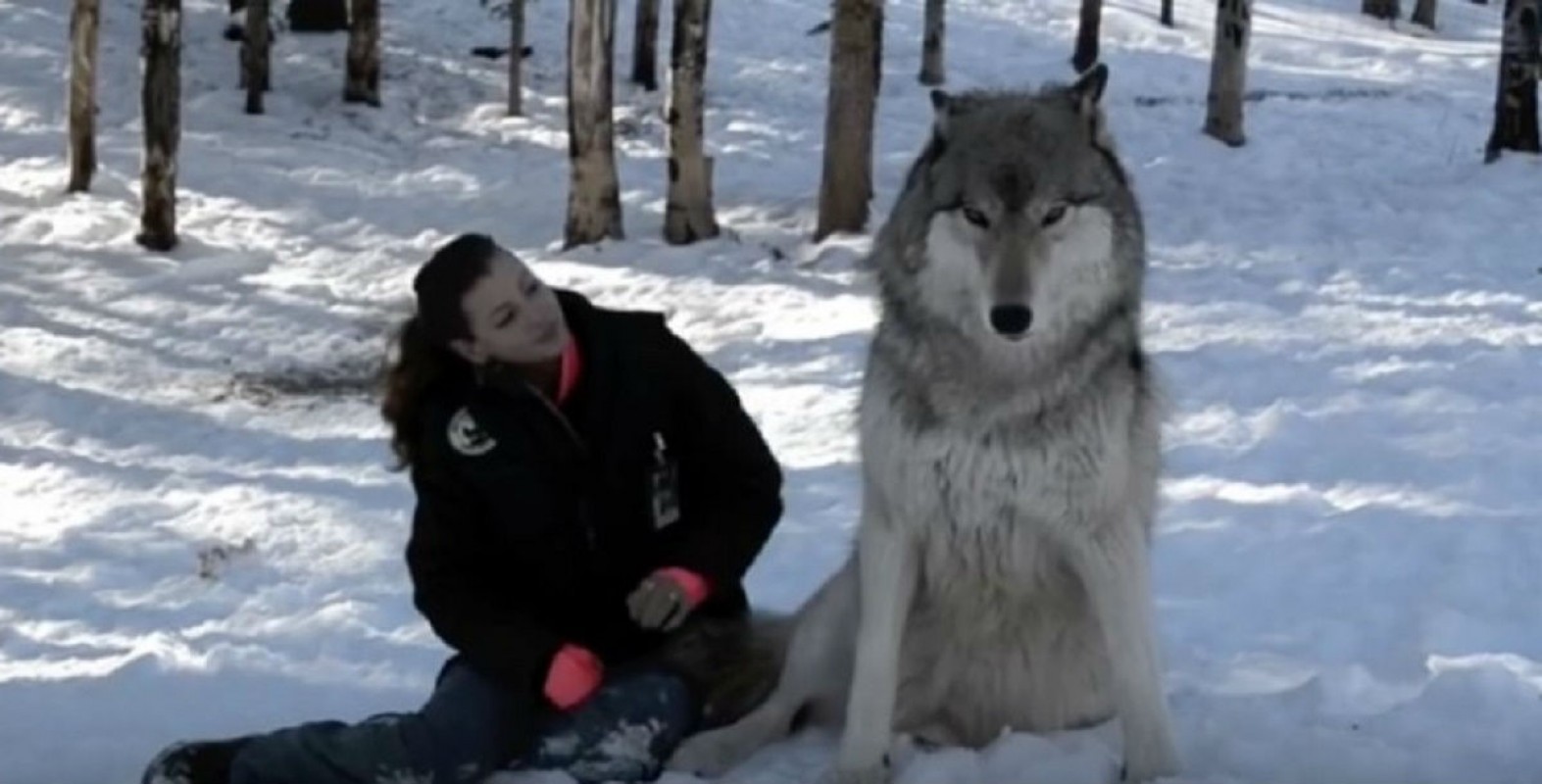 Lobo gigante senta perto de moça, assista o momento em que seus olhos ...