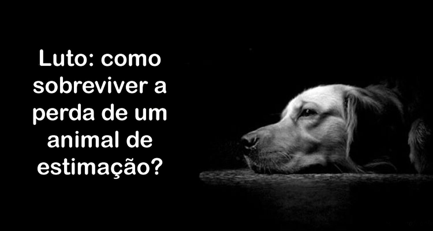 Luto: como sobreviver a perda de um animal de estimação?