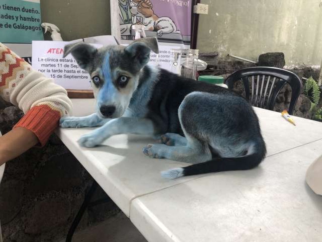 Filhote azul de cachorro aparece em clínica e surpreende a todos