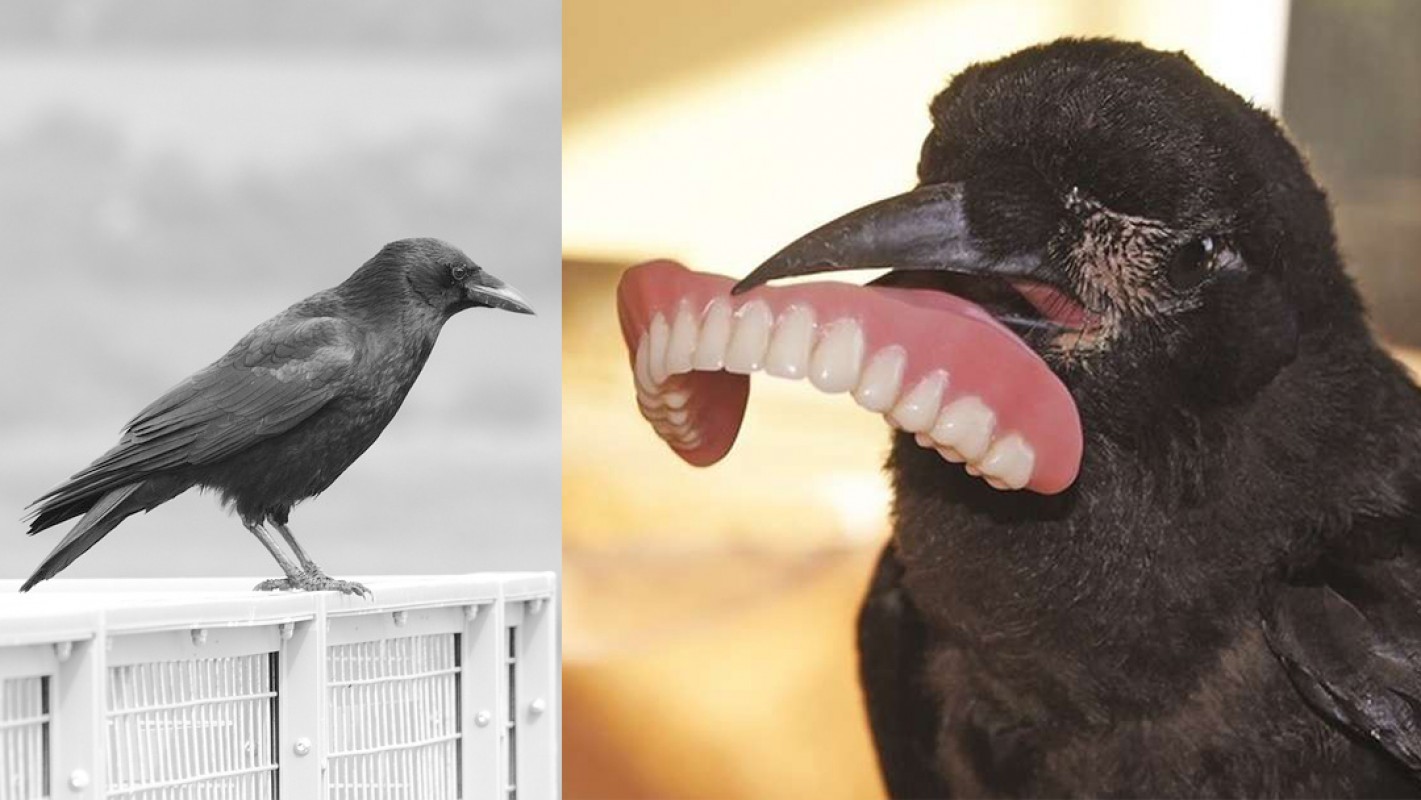 Idoso salva vida de corvo e, como 'agradecimento', ave rouba sua dentadura