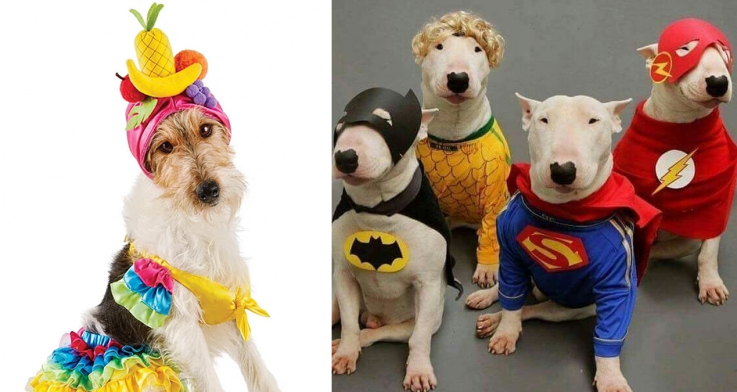 Pets fantasiados inspiram looks para o Carnaval e resultado é muito fofo