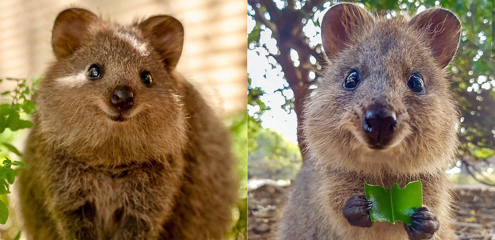 Conheça o quokka, um animal que encanta por sua fofura e expressão ...