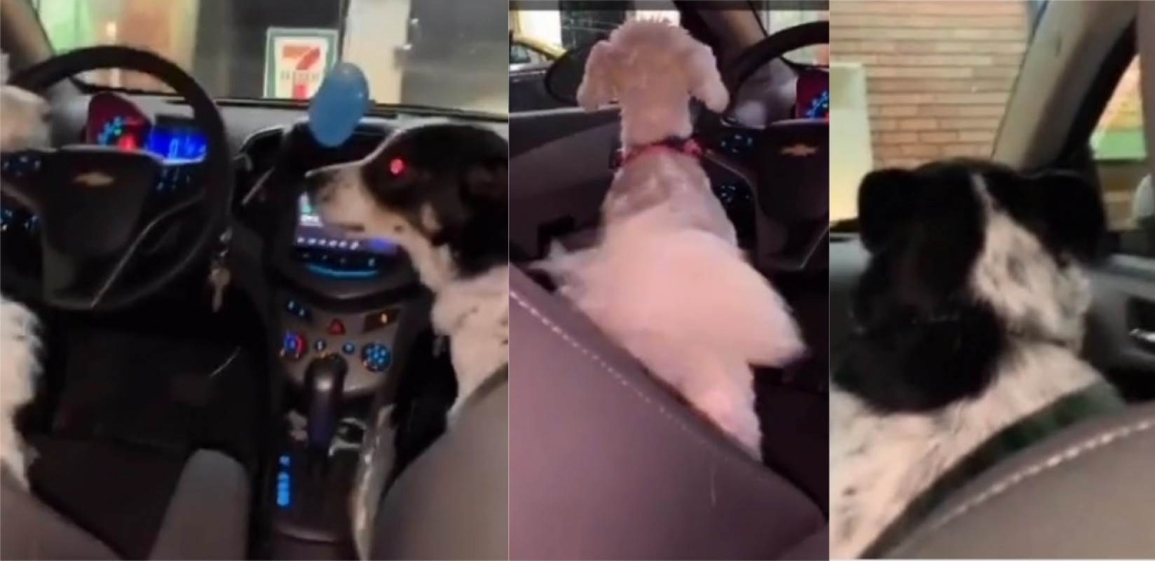 Irritado com irmão canino 'chorão', cão late fazendo com que ele fique ...