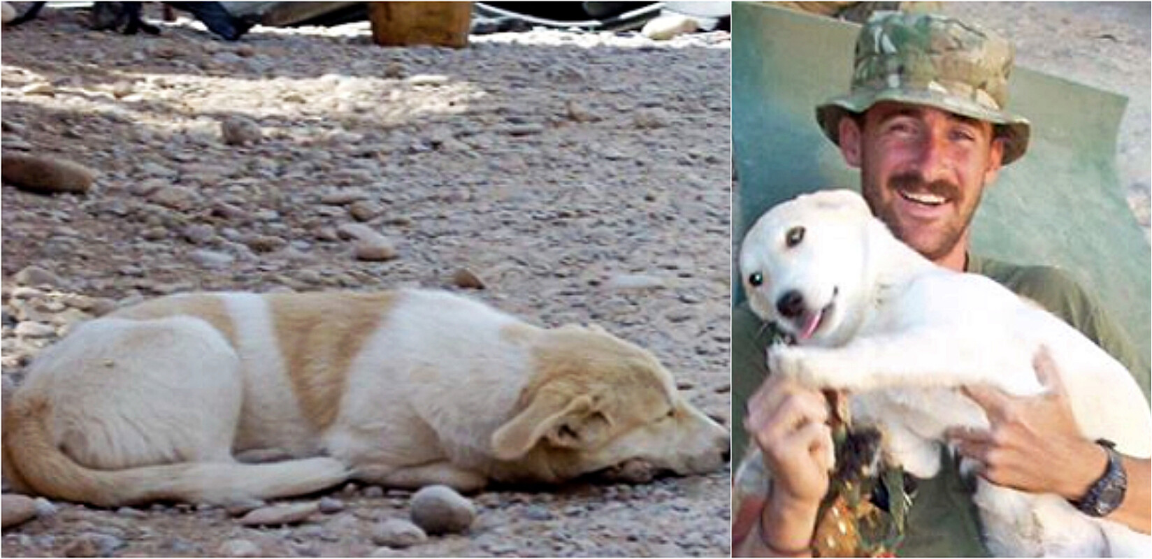 Cachorro resgatado de zona de guerra ajuda ex-soldado a superar o ...