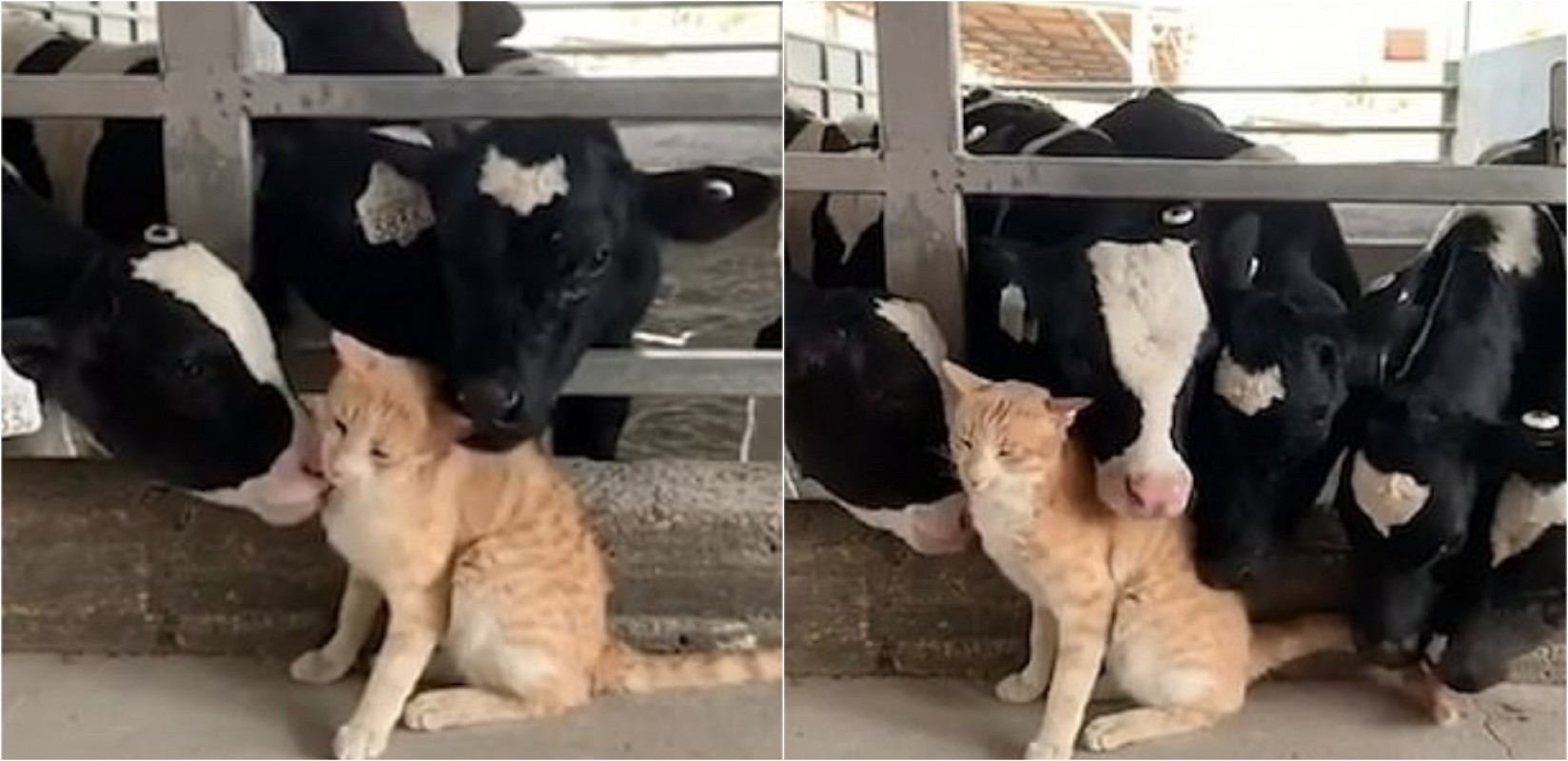 Gato caramelo recebe sessão especial de banho de cinco vacas ao mesmo ...