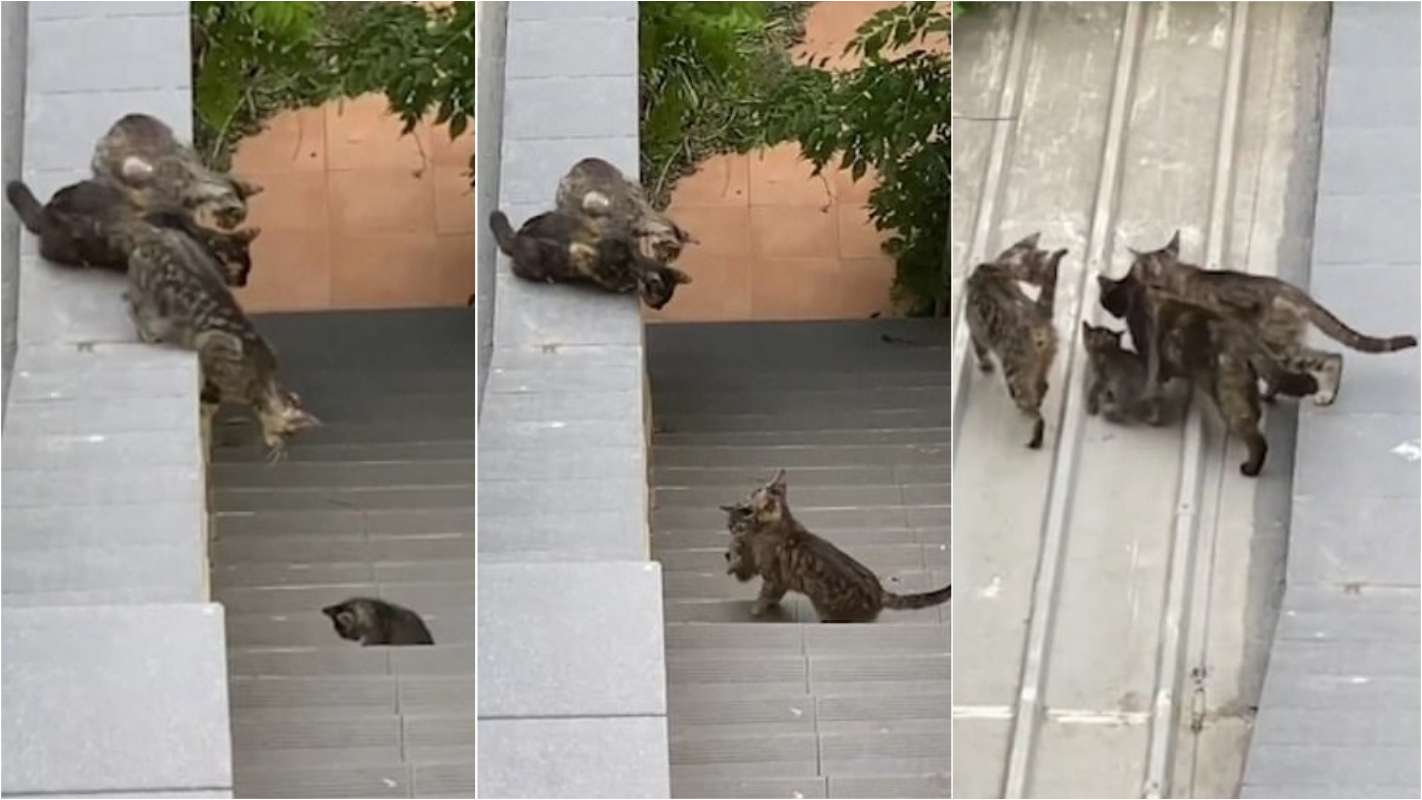 Em vídeo tocante, 3 gatos se unem para ajudar filhote fraco demais para ...