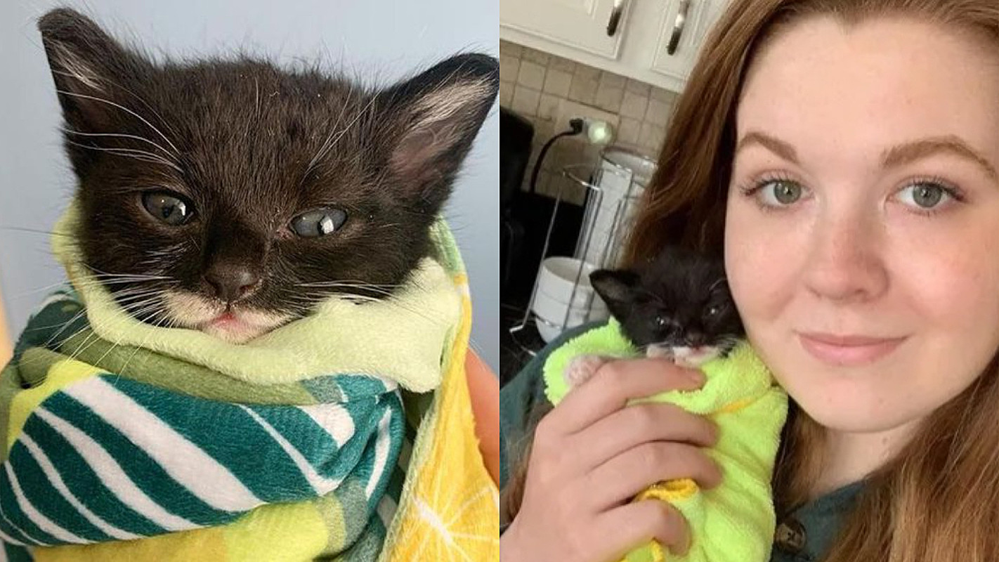 Gato debilitado é salvo por voluntária, animal cresce e se torna um ...