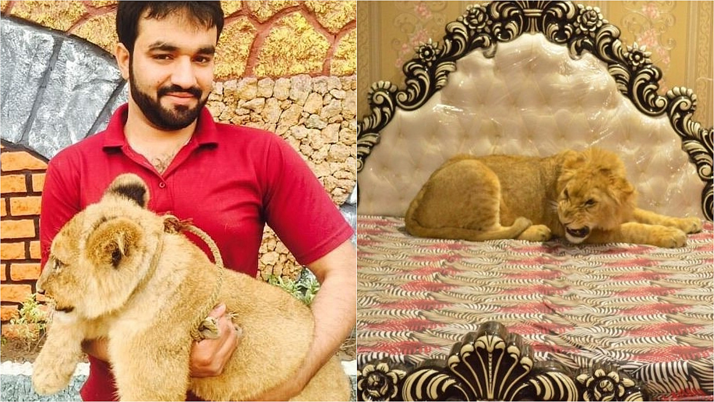 Paquistanês tem como animal de estimação um leão de 80 kg que vive vida ...