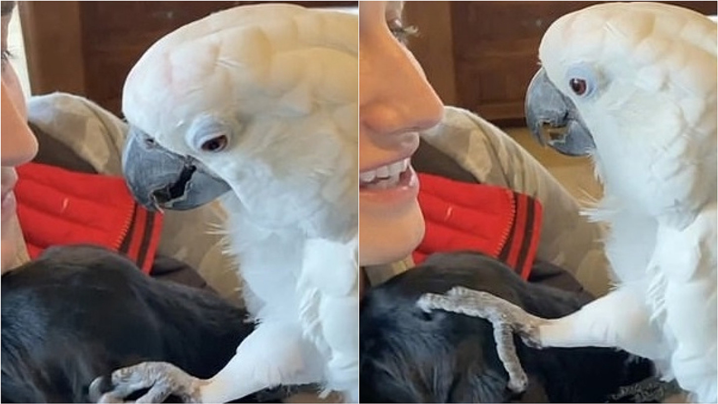 Papagaio diz ‘eu te amo’ ao conhecer filhote de cachorro adotado por ...