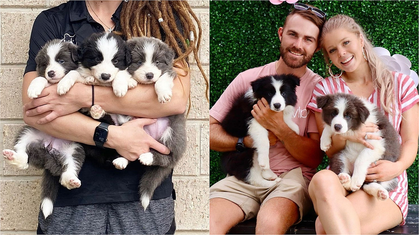 Cafeteria disponibiliza filhotes de border collie para interagir com ...