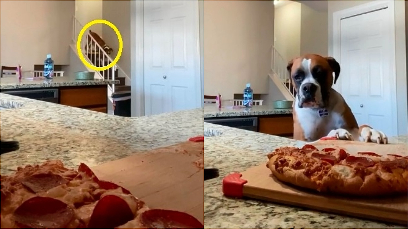 Conheça Randy, o cão boxer que viralizou ao encontrar pizza ao som de ...