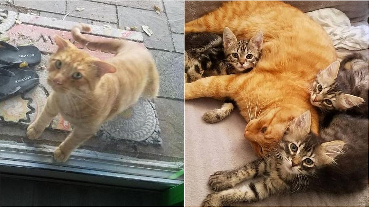 Gato de rua escolhe casa para morar e agora ajuda tutora a criar ...