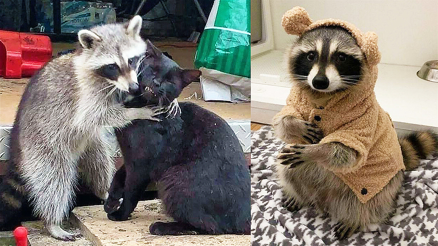 Grupo compartilha fotos de guaxinins para provar o quanto eles são ...