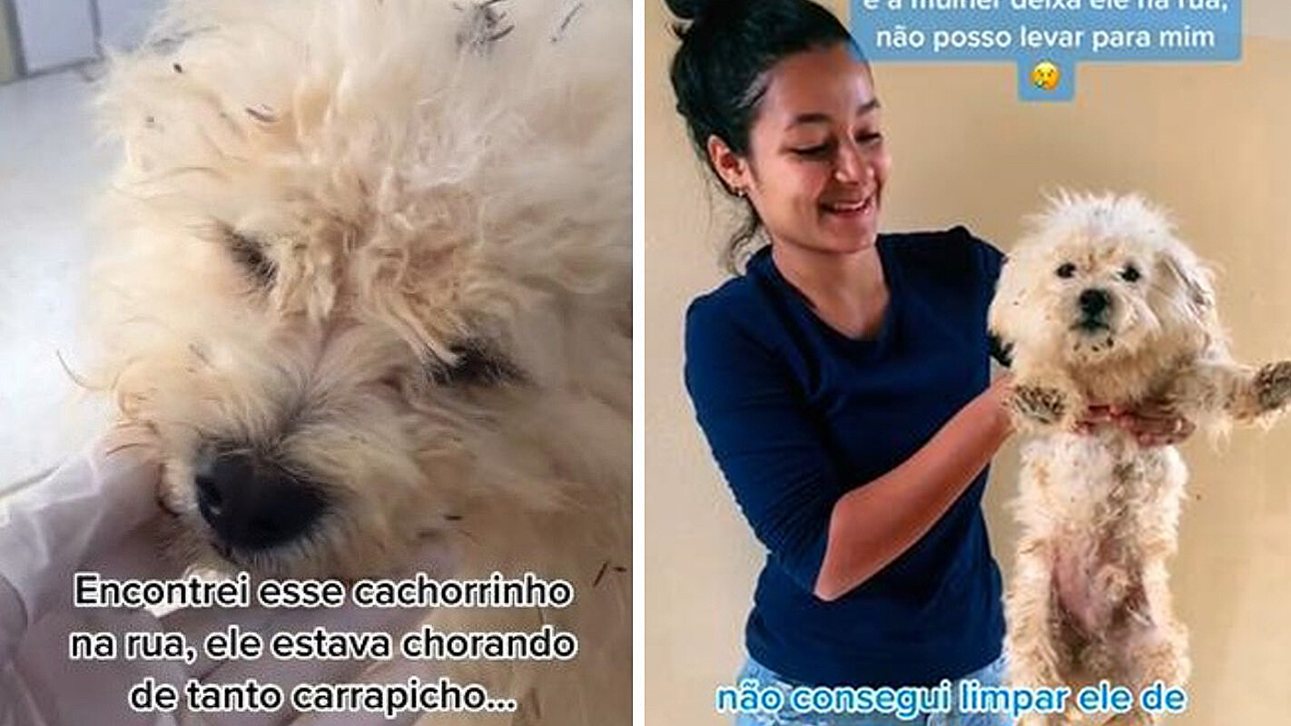 Jovem ajuda cachorro encontrado na rua chorando por estar coberto de ...