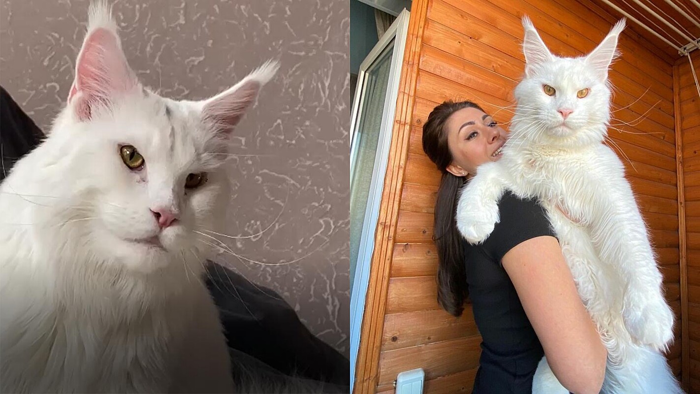 Conheça Kefir, um gato 'gigante' que tem chamado a atenção na internet