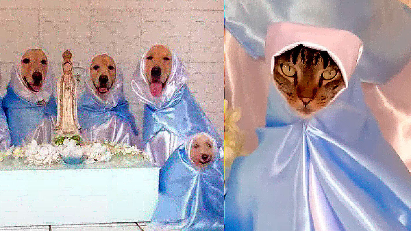 Cães e gata homenageiam santa católica e vídeo encanta internautas