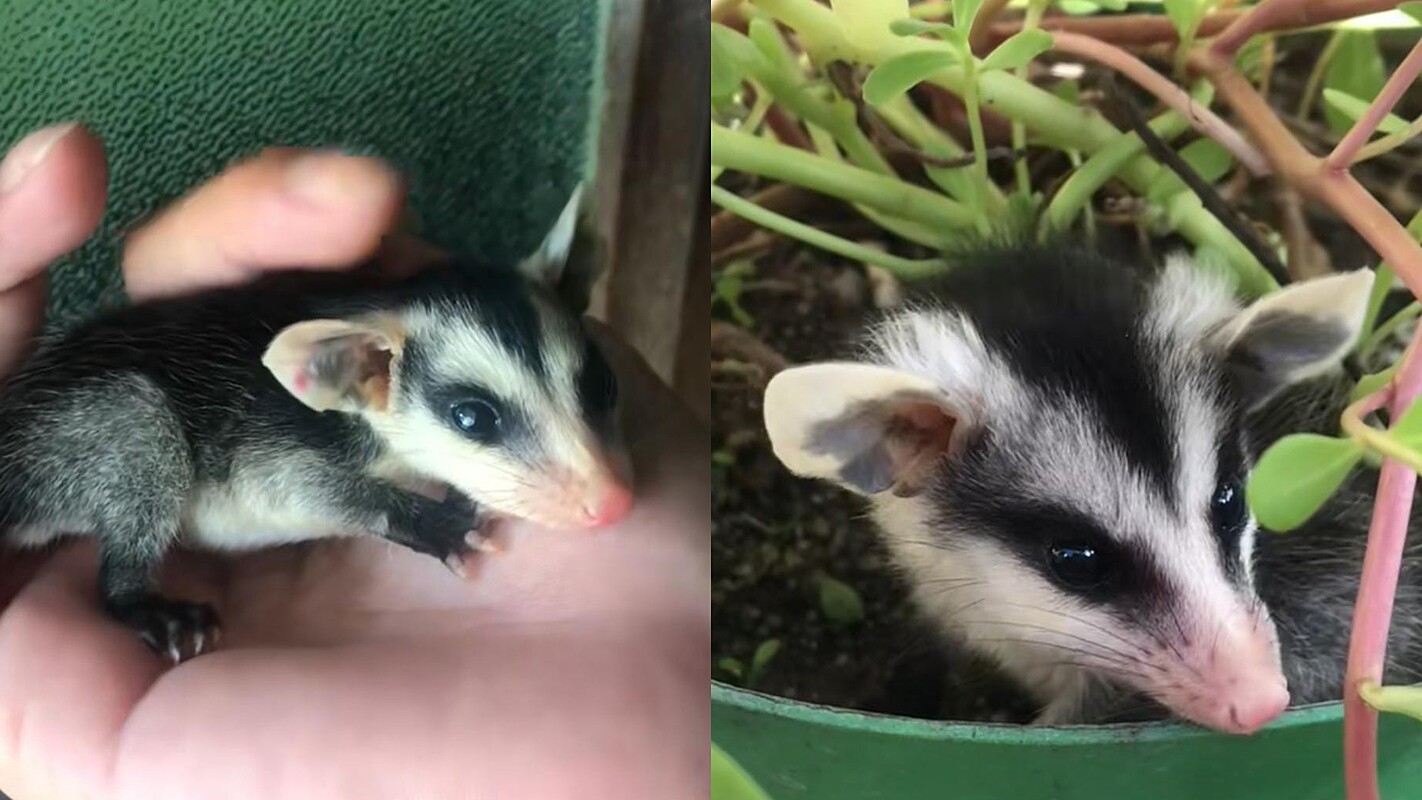 Adolescente adota filhote de gambá após encontrá-lo desprotegido e ...