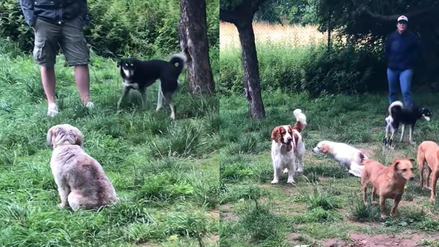 Vídeo de reunião para cachorros tímidos viraliza e bate 15 milhões de views