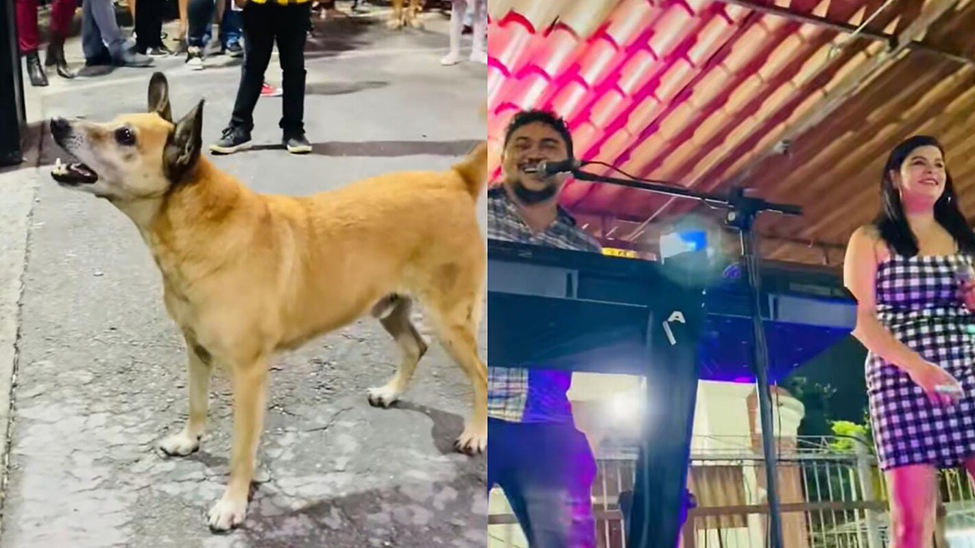 Viralizou Caramelo Ouve Música Late Coração Cachorro E Resolve