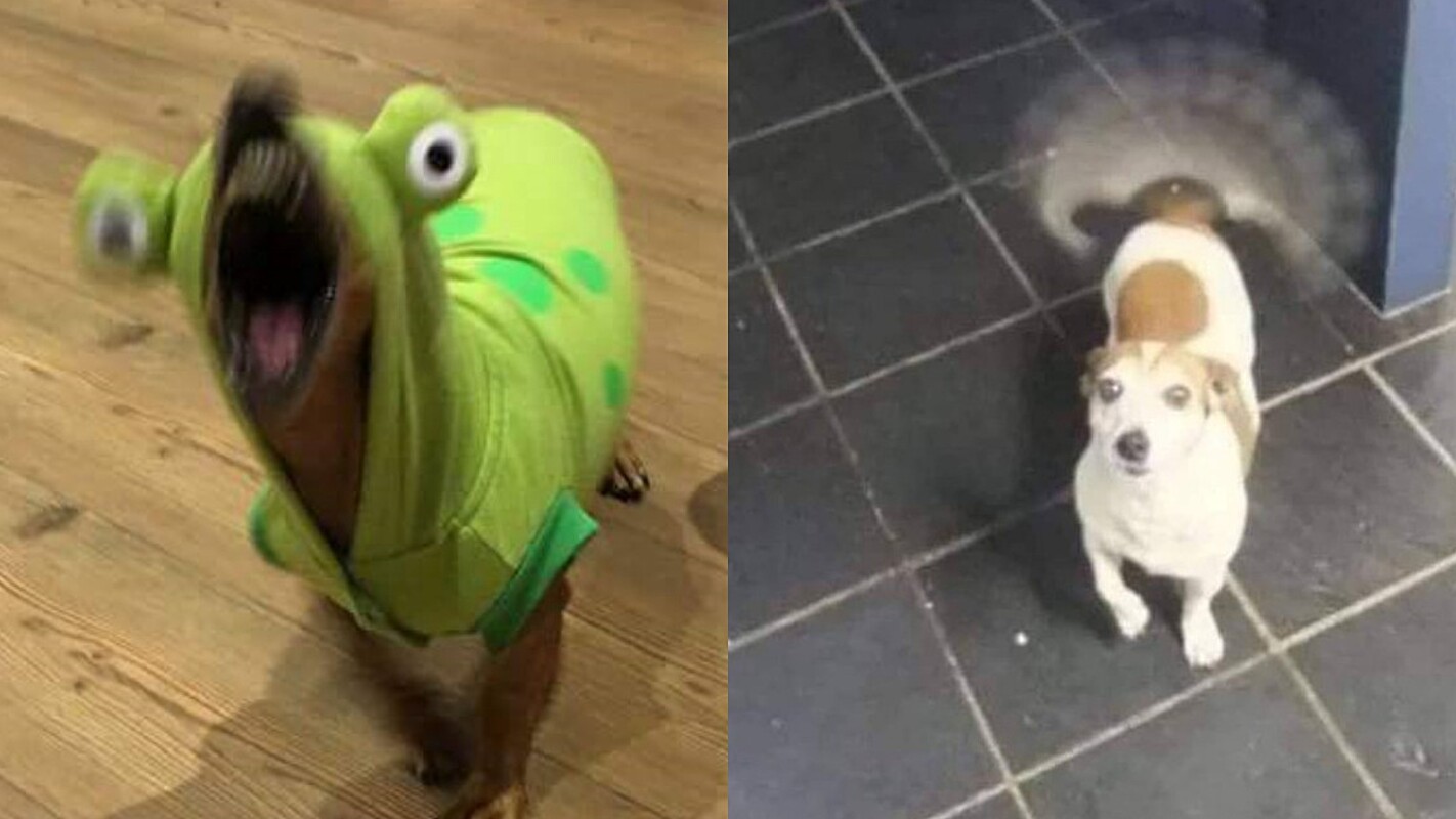 Que tipo de cachorro é esse? 35 fotos de cachorros patetas que as ...