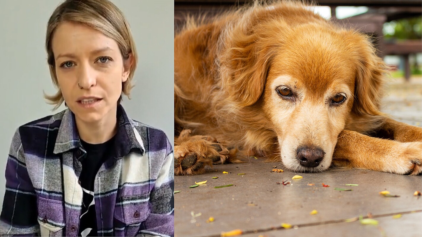 Psiquiatra veterinária explica como funciona o luto em animais de estimação