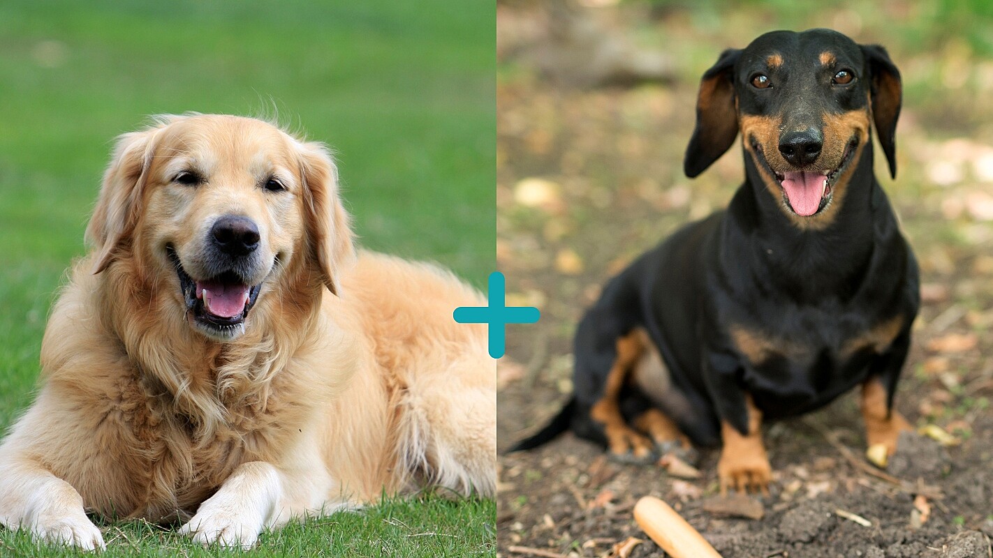 Conheça o cão golden dox, uma mistura das raças golden retriever e daschund