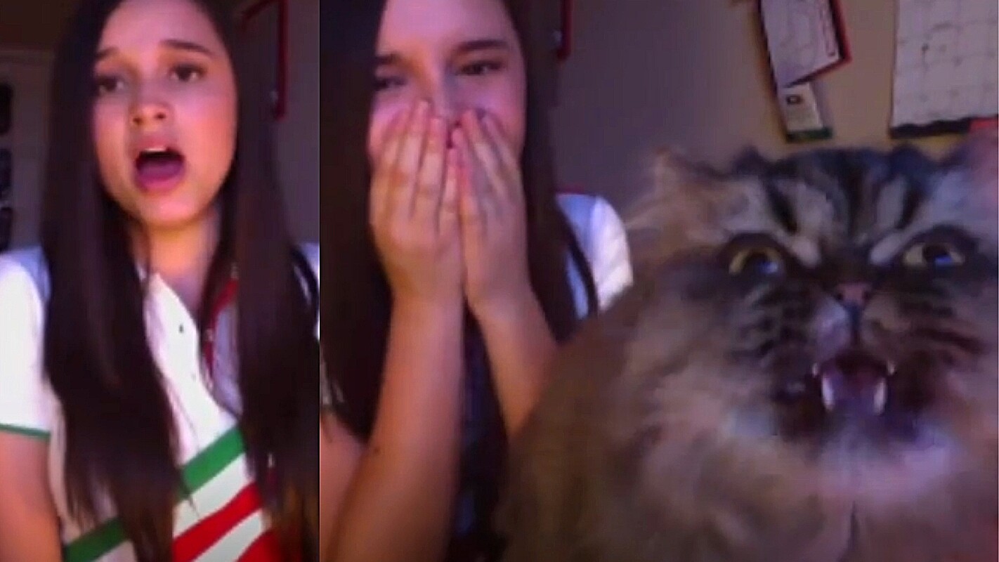 Durante ensaio de tutora, gato rouba a cena e arrasa 'cantando' ópera ...