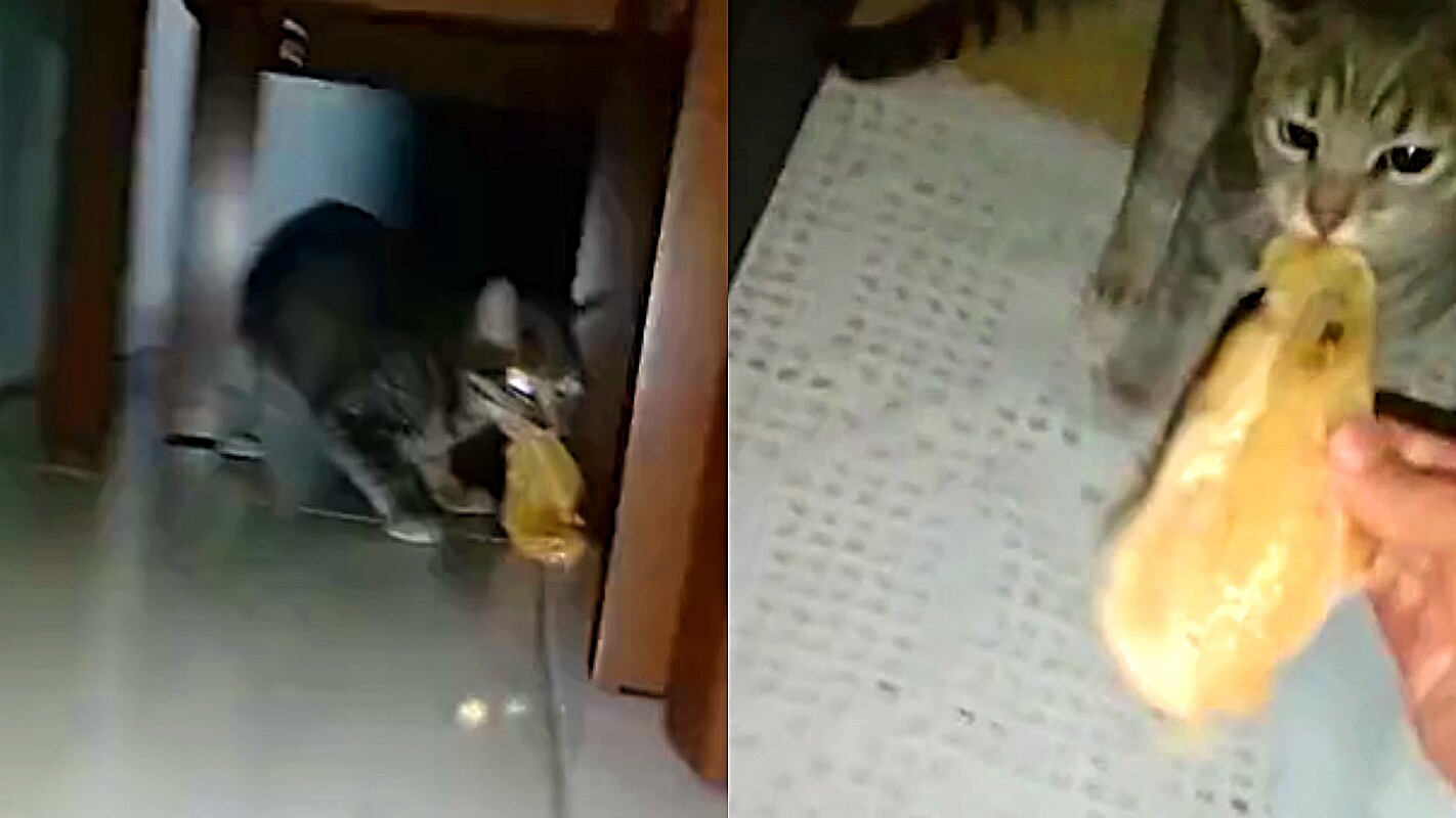 'A gata pegou o frango, Gabriel": Jovem mostra desespero após gata ...