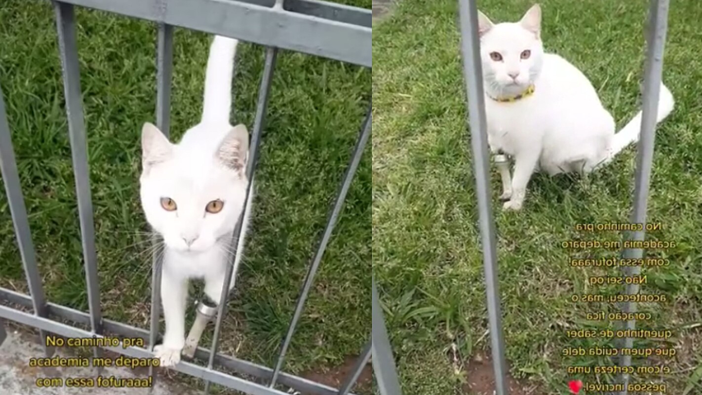 Pedestre encontra gato em residência e então percebe que ele é especial; vídeo