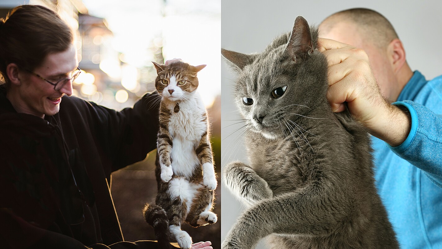 Por que não pode segurar gato pelo cangote (pele)?