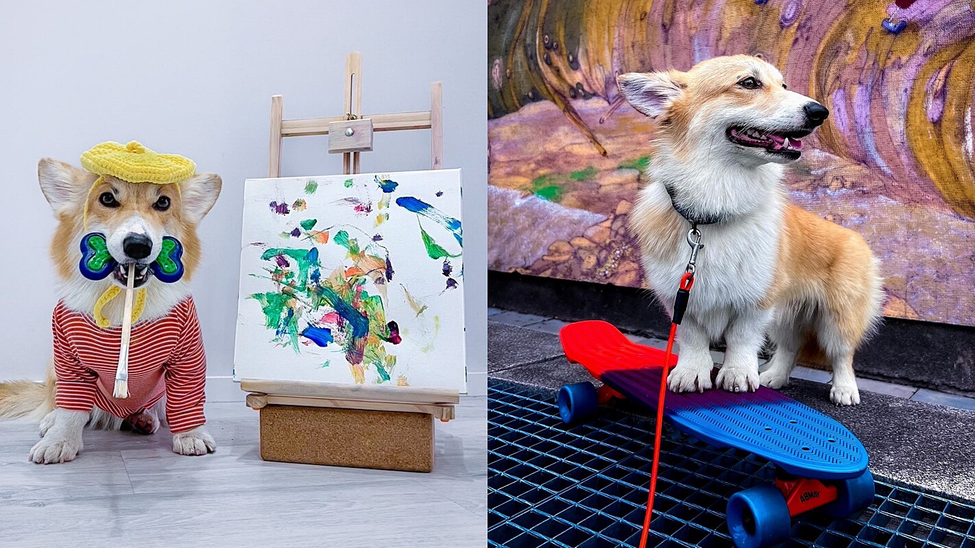 Conheça Kobis, um cachorro da raça corgi que sabe mais de 60 comandos ...