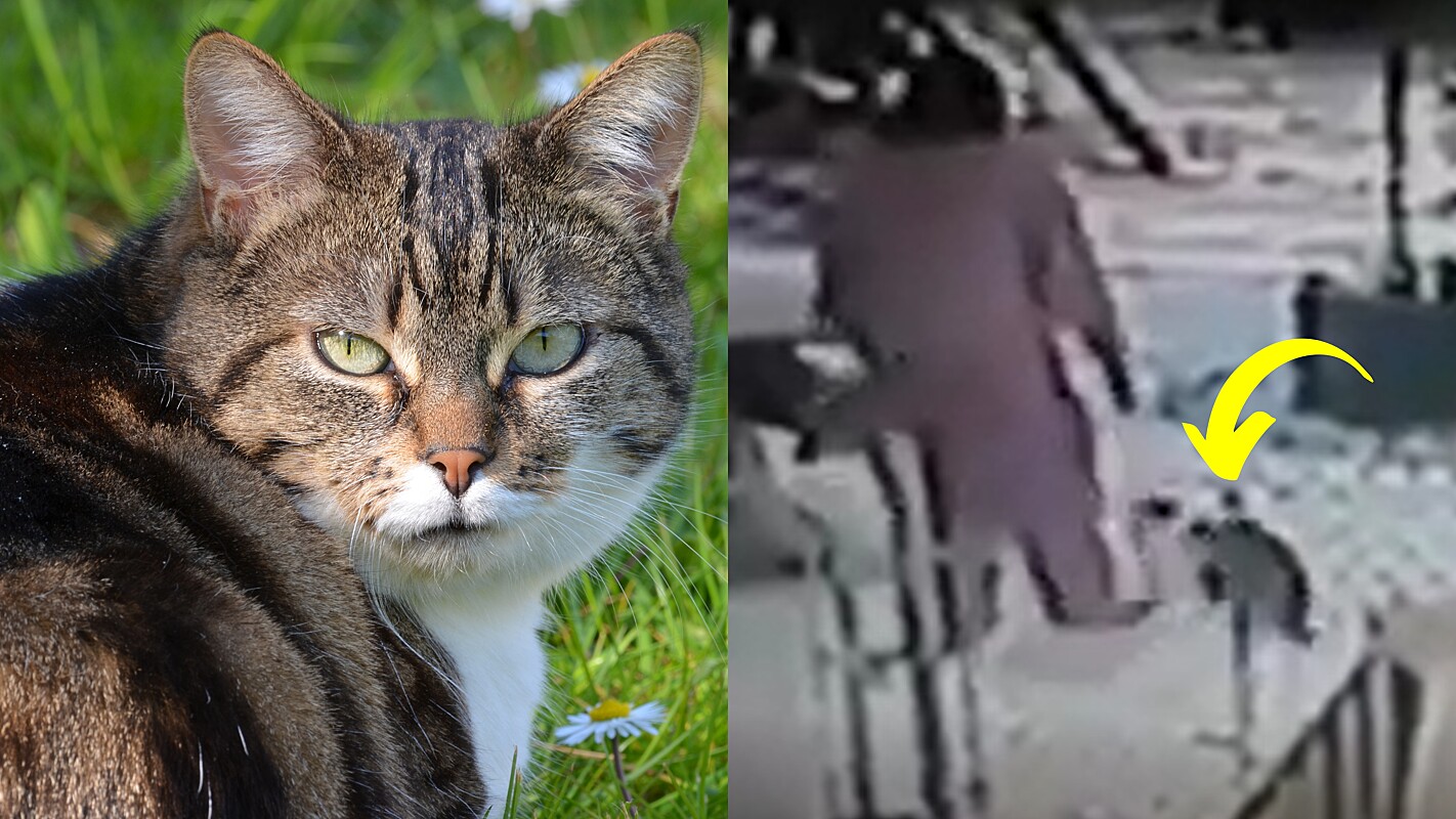 Vídeo capta momento em que gato se vinga de mulher que não foi gentil ... Vídeo capta momento em que gato se vinga de mulher que não foi gentil ...