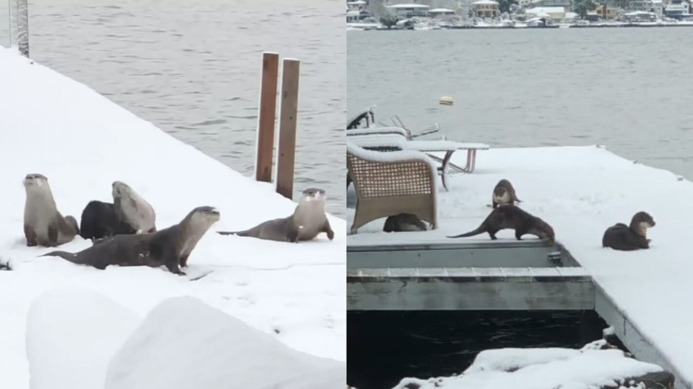 Momento fofura: mulher captura imagens de lontras brincando na neve