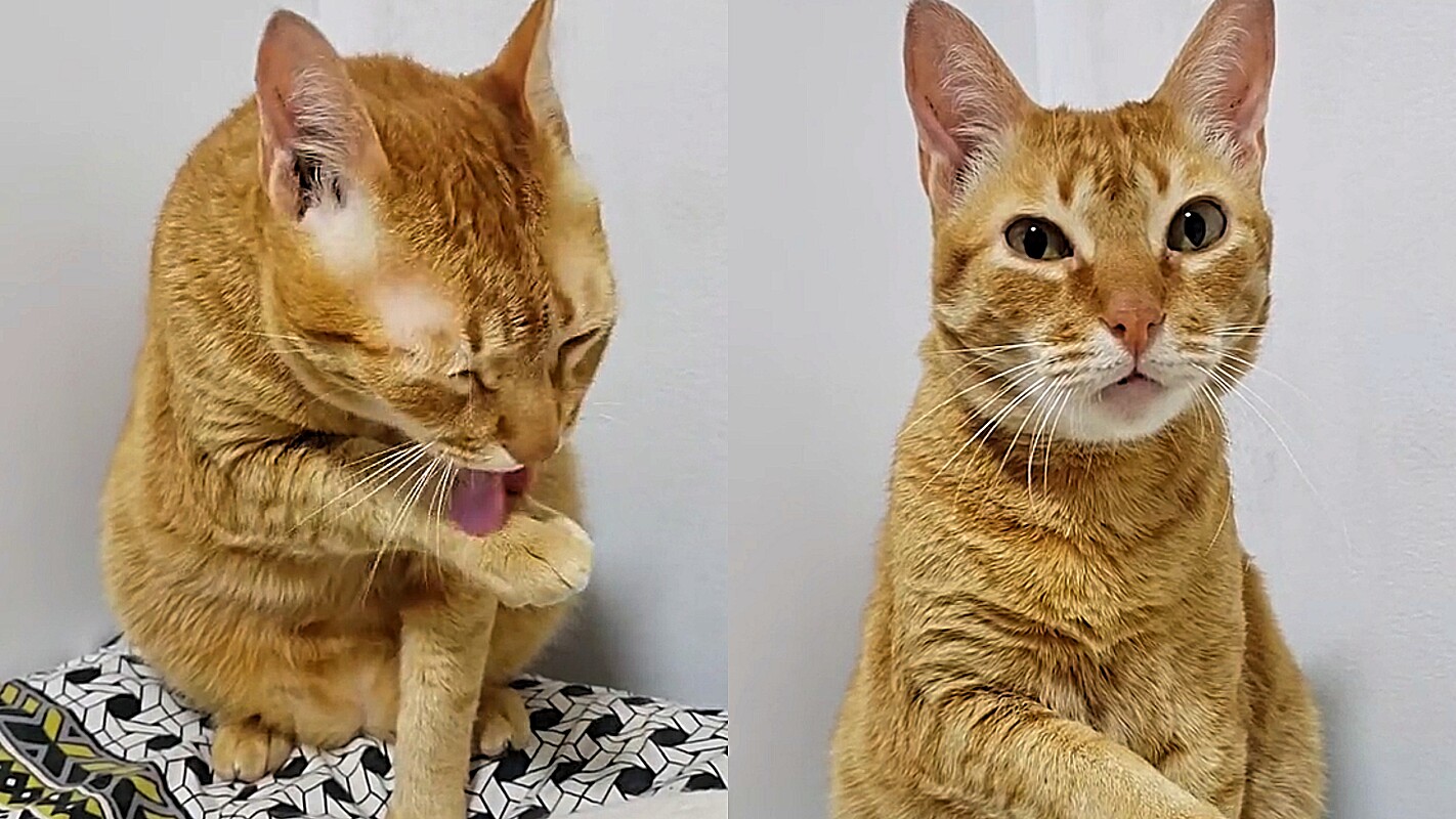 Humor: Gato ouve notícia inesperada e essa foi a reação dele; vídeo