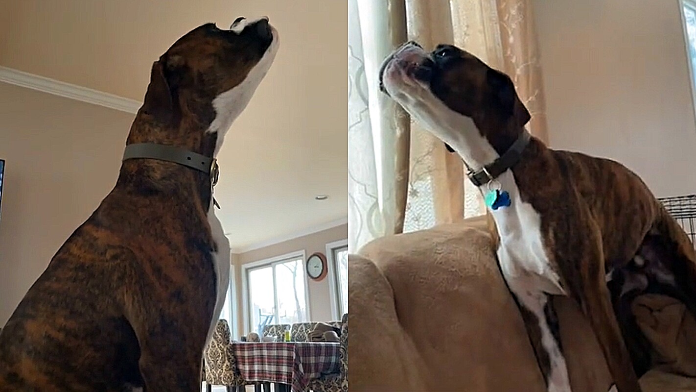 Com puro talento, cão boxer canta como um cantor de ópera e é ...