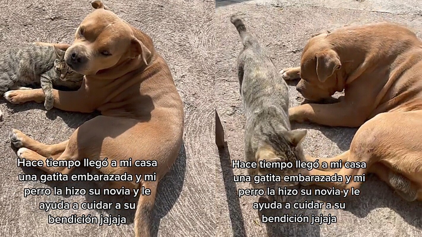 Pit bull decide cuidar de gata grávida e ser o 'padrasto' dos filhotes ...