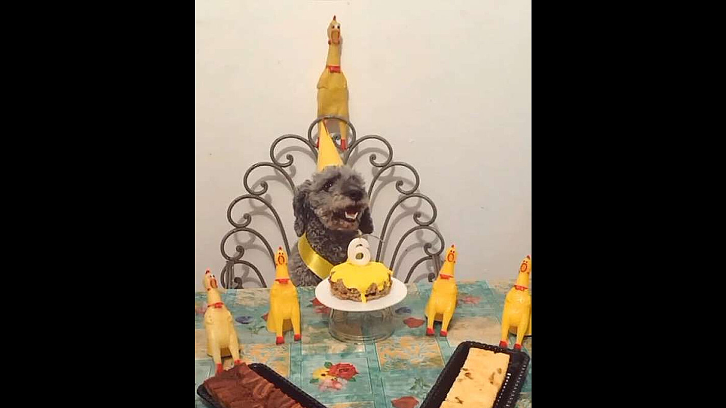 Doguinho apaixonado pelo brinquedo ‘frango’ ganha festa temática e sua ...