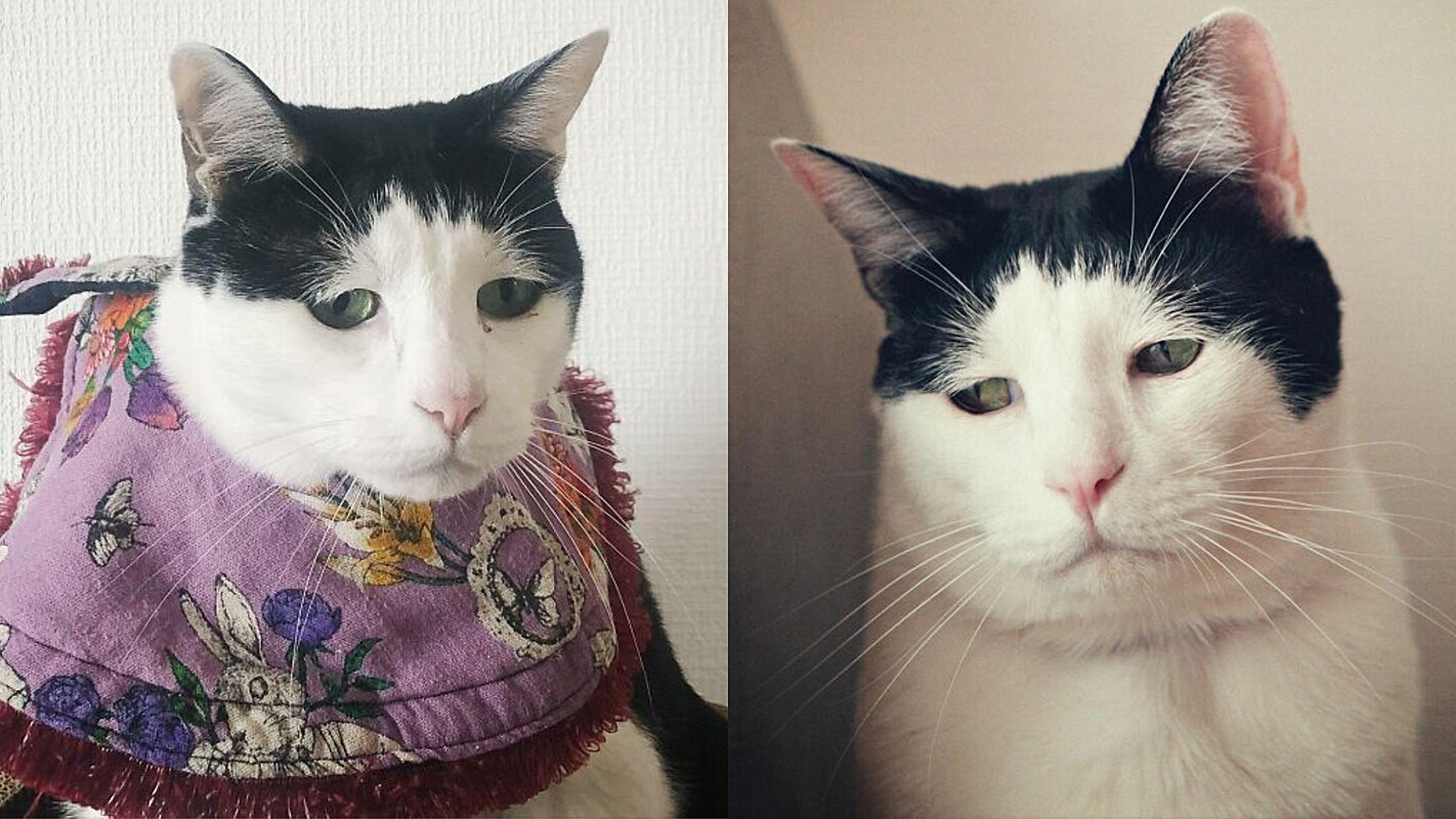 Gato chama atenção por 'sorriso triste' e tutora revela o motivo da ...