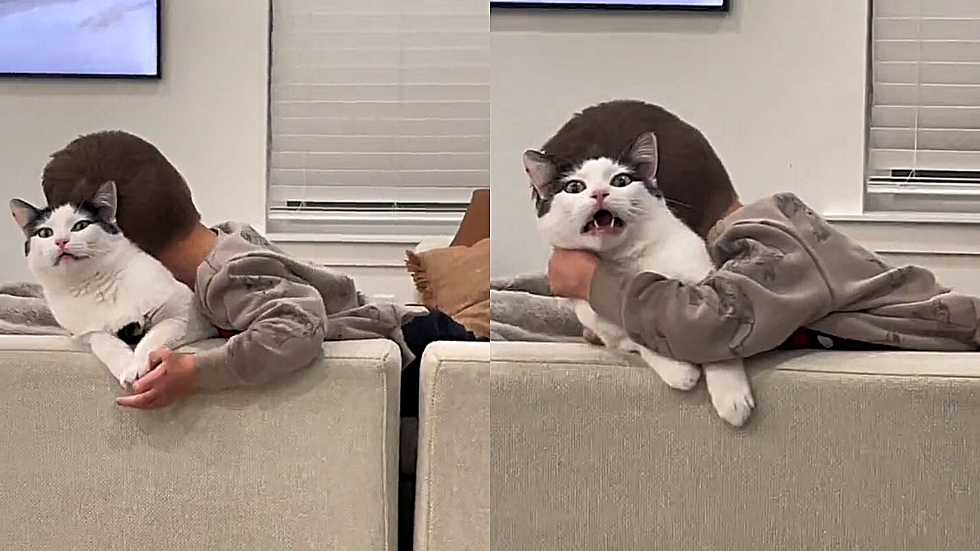 Em vídeo fofo, gato parece pedir socorro ao ser abraçado por menino