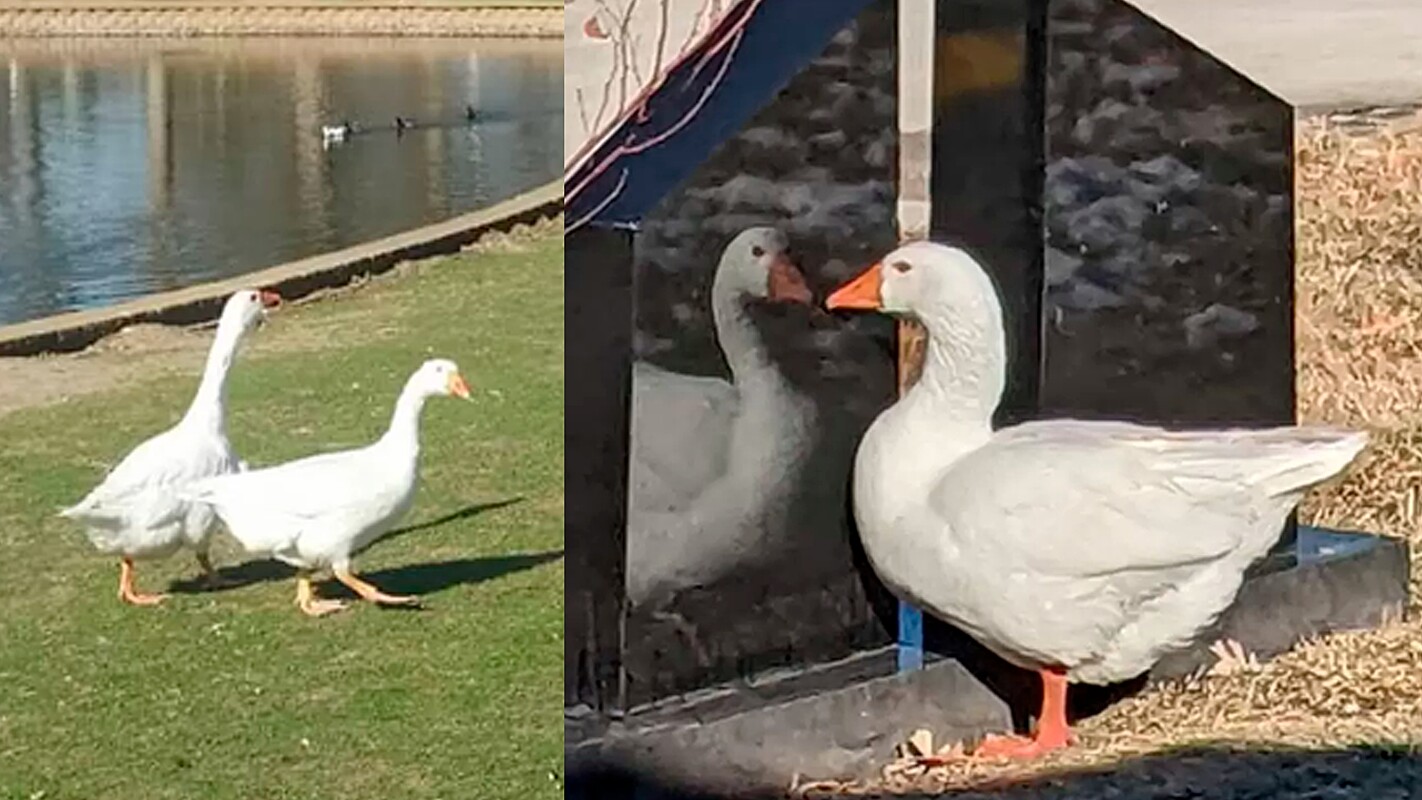 Gansa percorre propriedade em busca de parceiro que faleceu - e então ...