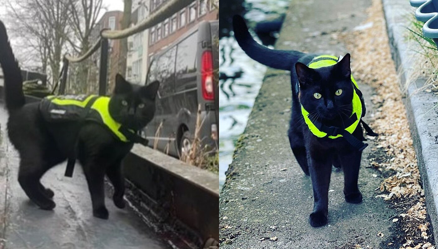 Conheça Nimis, um gato 'policial' que protege as ruas de Amsterdã