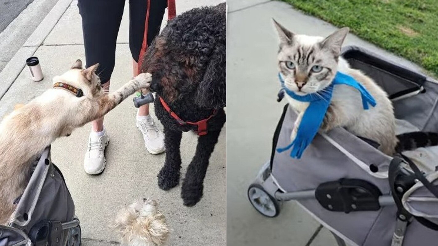 Conheça Murry, o gato que adora passear e fazer carinho nos cachorros