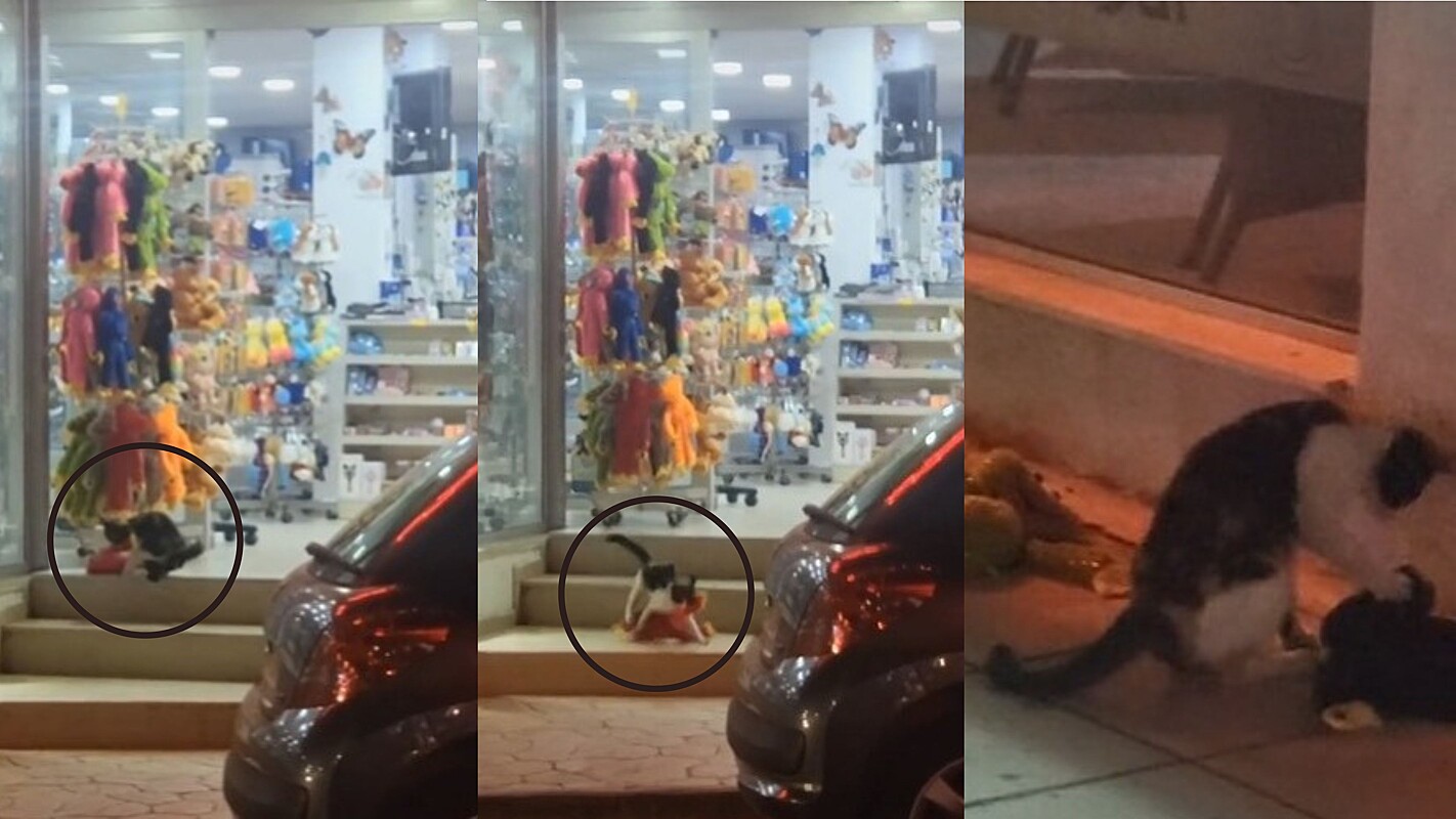 Homem flagra gato 'ninja' furtando sorrateiramente bichos de pelúcia de ...