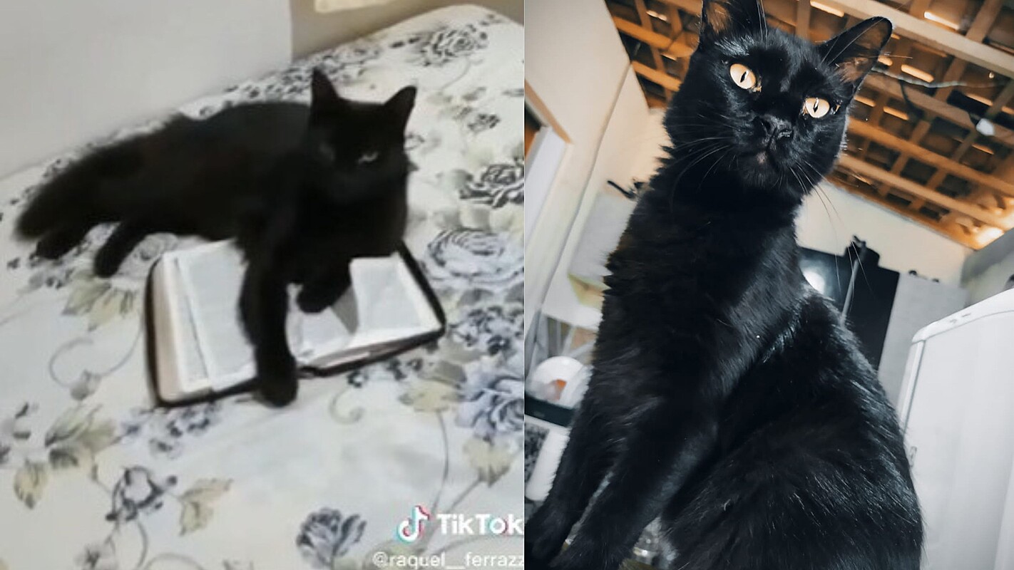 Mãe envia áudio engraçado para filha sobre seu gato que 'virou ...