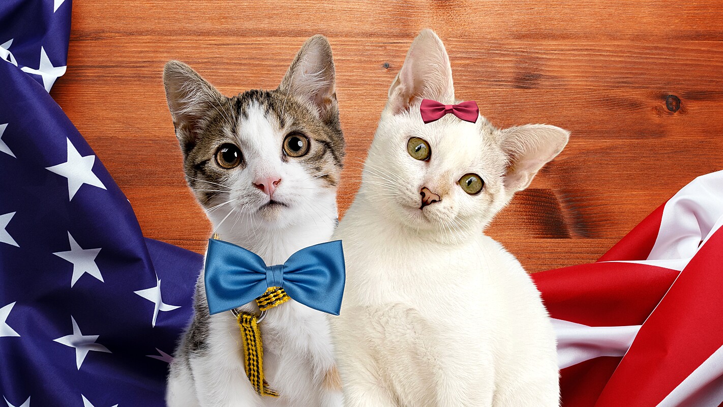Revelado! Descubra os nomes mais populares de gatos e gatas nos Estados ...