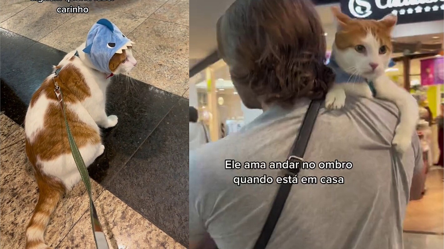 Jovem leva seu gato passear no shopping pela 1ª vez - e essa foi a ...