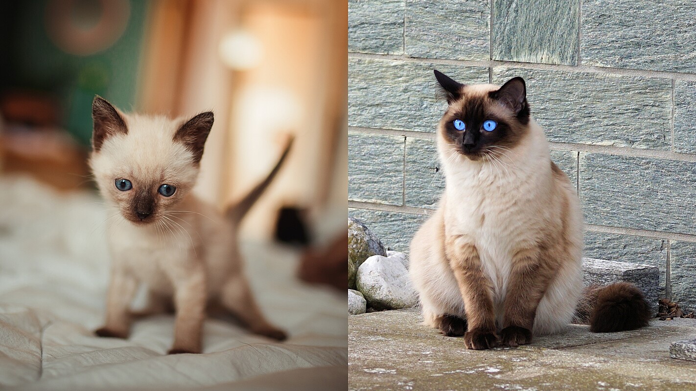 Por que os gatos siameses mudam de cor?