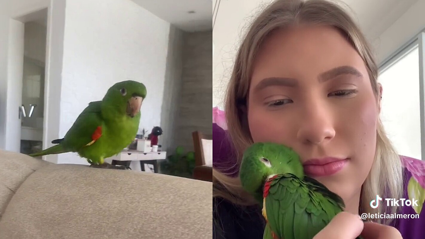 Jovem recebe visita inesperada de uma maritaca e vídeo viraliza na internet