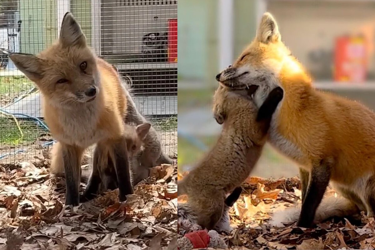 Raposa que vivia sozinha não consegue conter a alegria ao ser ...