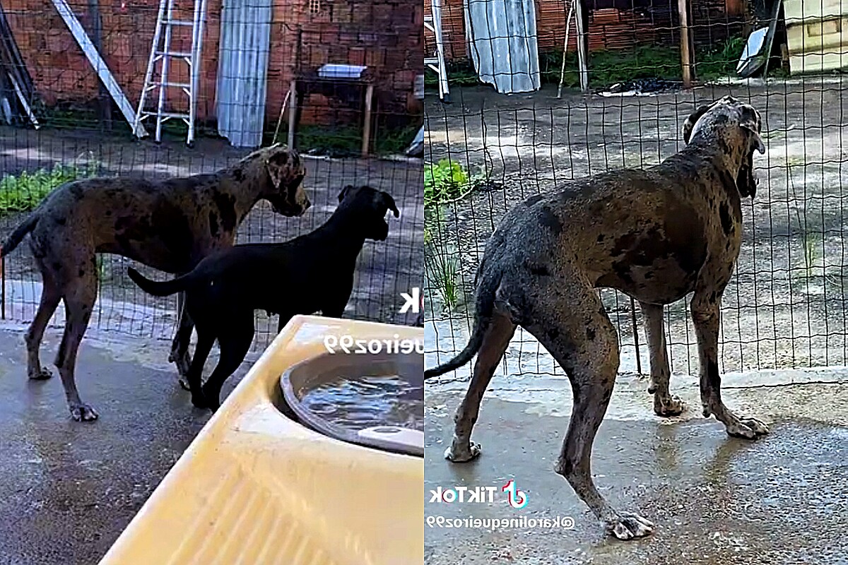 Cão dogue alemão 'gigante' encara pequeno animal, mas suas pernas ...